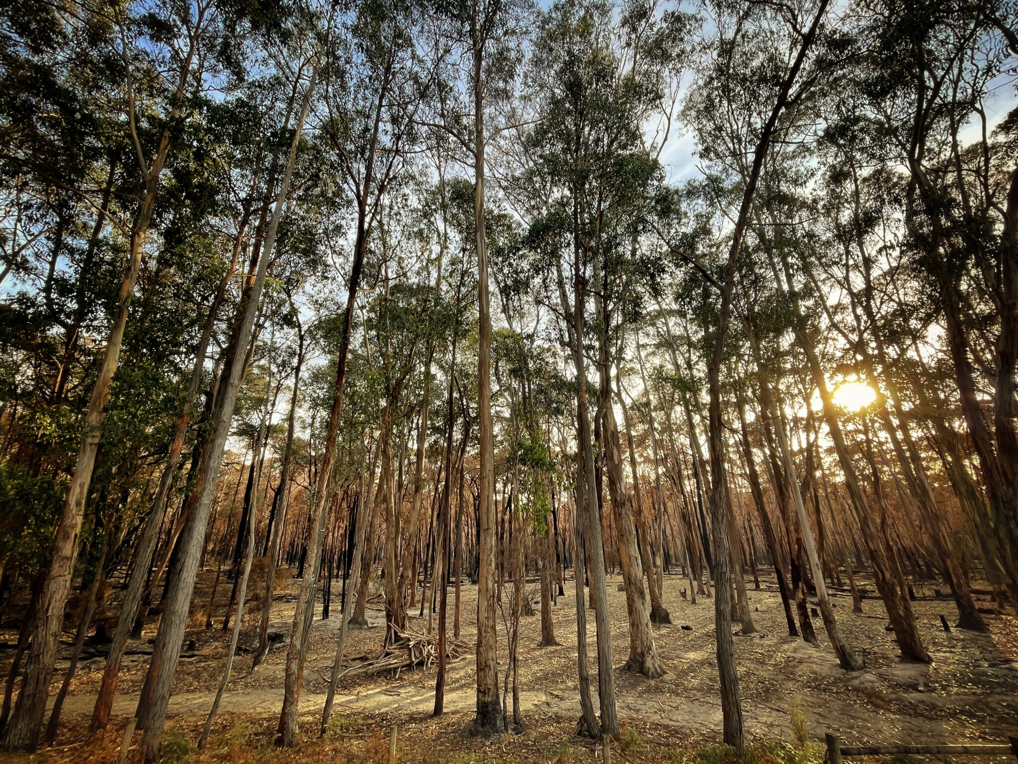 Nesting Boxes Helping Wildlife Recover in the Mt Cole State Forest ...
